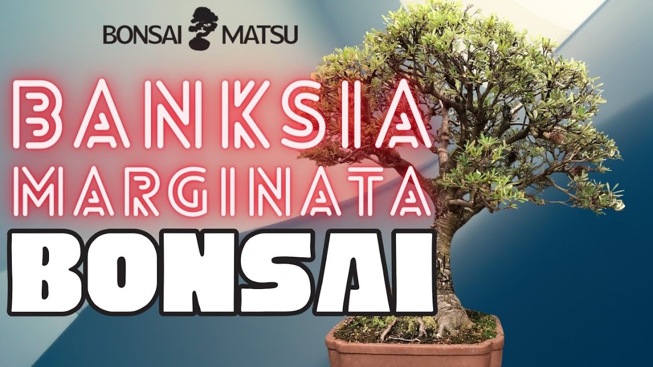 Day in the Life - Banksia Marginata 'Mini Marg' - YouTube