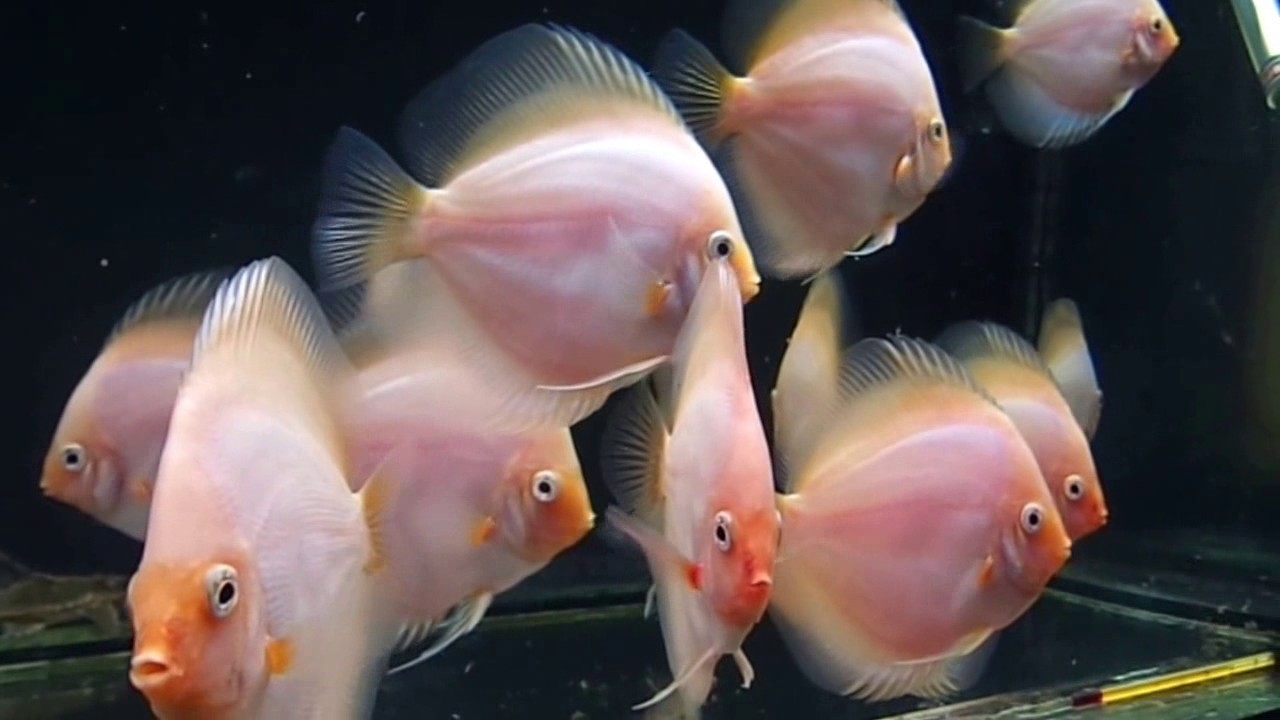 "Discus White diamond". - YouTube