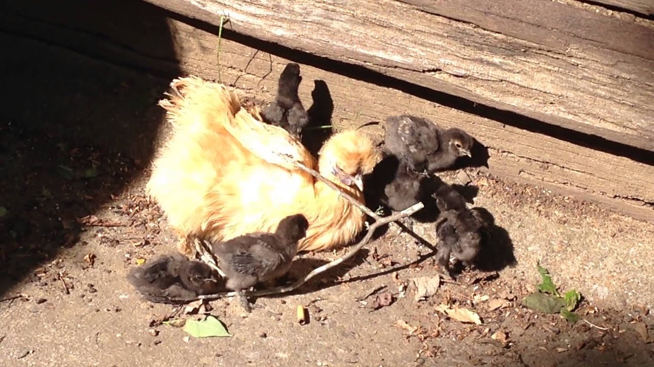 60 Second Meditation - Chickens, featuring Stick - YouTube