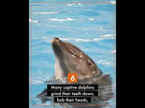 Seven stages of captive dolphin suffering - six - YouTube