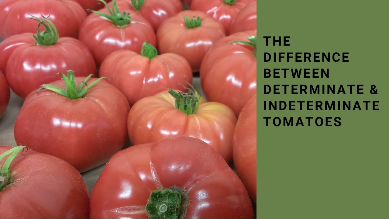 Determinate Vs Indeterminate Tomatoes In A Hydroponic Greenhouse System determinate-vs-indeterminate-tomatoes-in-a-hydroponic-greenhouse-system