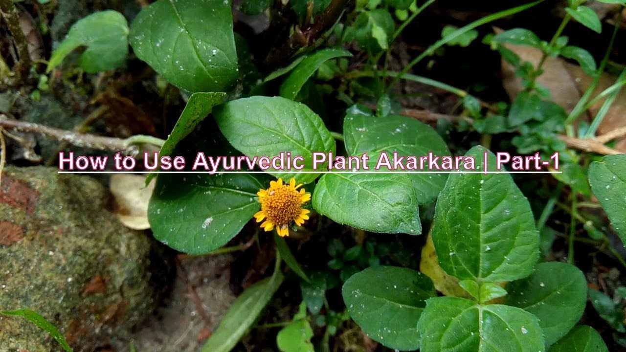 How to Use Ayurvedic Plant Akarkara || (আকারকরা গাছের আয়ুর্বেদিক ...