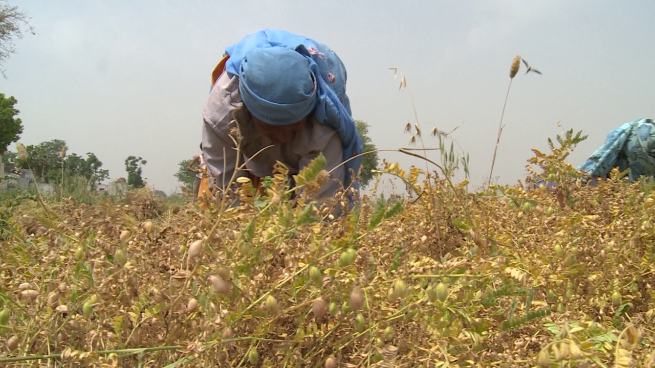 चने की कटाई के समय ध्यान रखने योग्य बातें- Harvesting of Chickpeas ...
