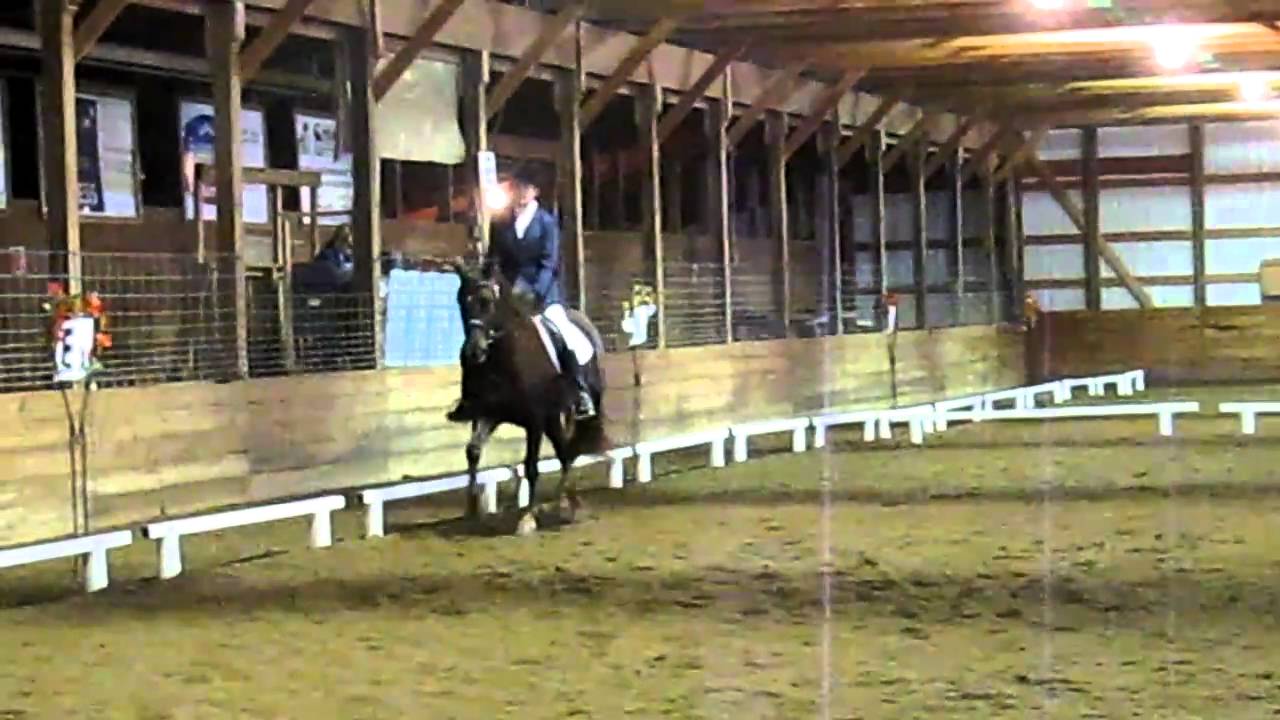 Dressage Intro Test B - Morgan Horse - YouTube