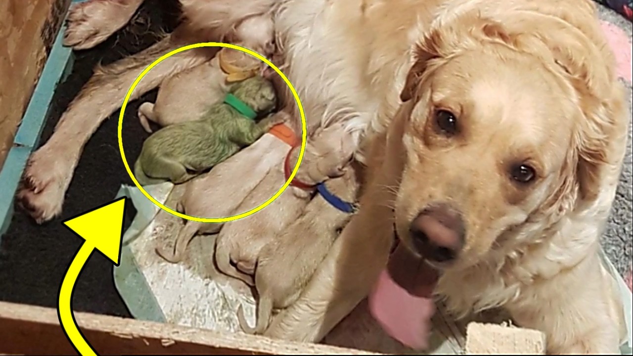 Golden Gives Birth to Rare Puppy — Only Three Known Cases in the World ...