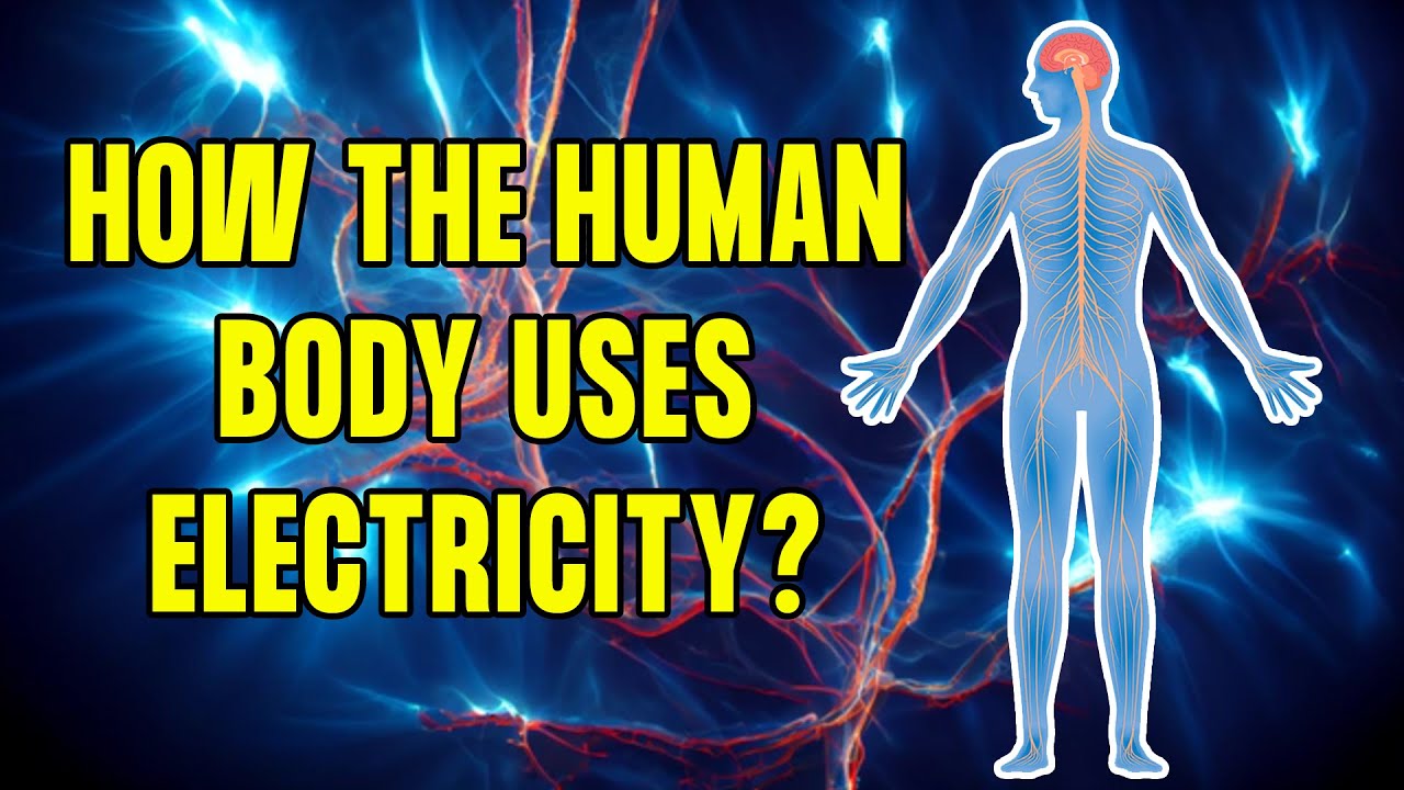 The Human body uses electricity to function properly? - YouTube