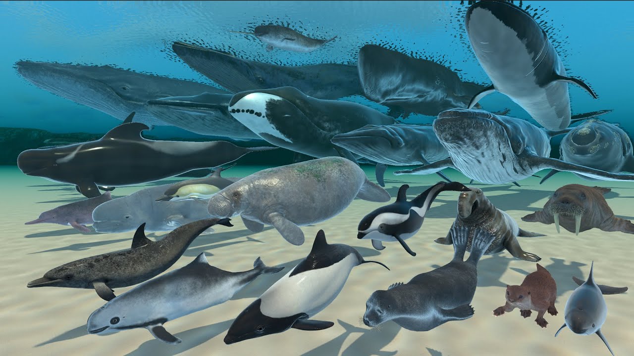 Marine Mammals Size Comparison - 3D Animal Animation Comparison - YouTube