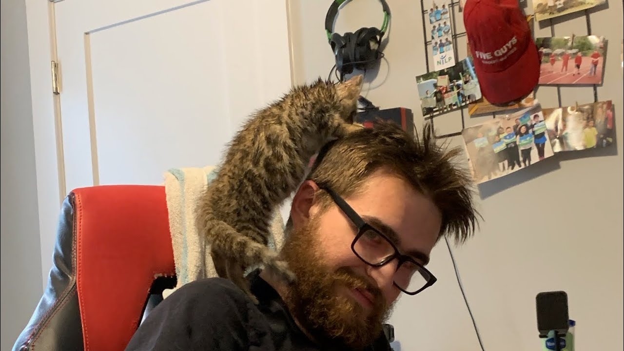 Meet Mac the cat (aka my pet cat) - YouTube