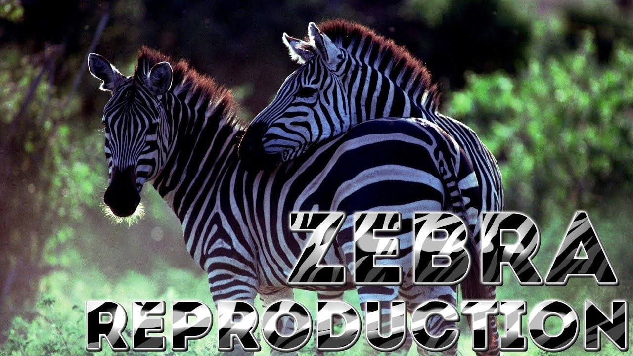 Zebra Reproduction - YouTube