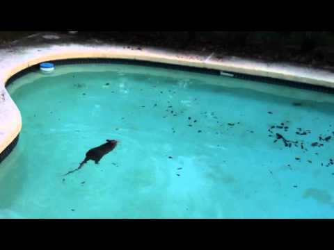 Dead Squirrel In Pool Meme