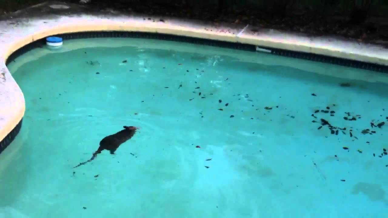Armadillo walks blindly into a pool - YouTube