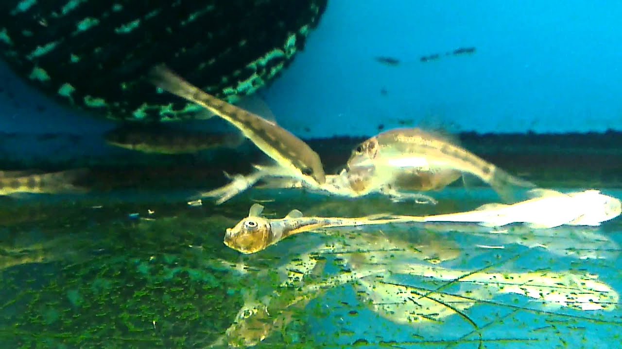 Fish eating dead fish at Walmart - YouTube