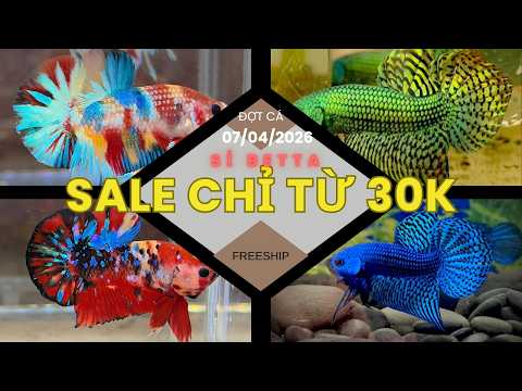 Đợt Cá Betta Sỉ 7/4/2026: Multicolor Metallic chỉ từ 30k - Alien hoang dã thái