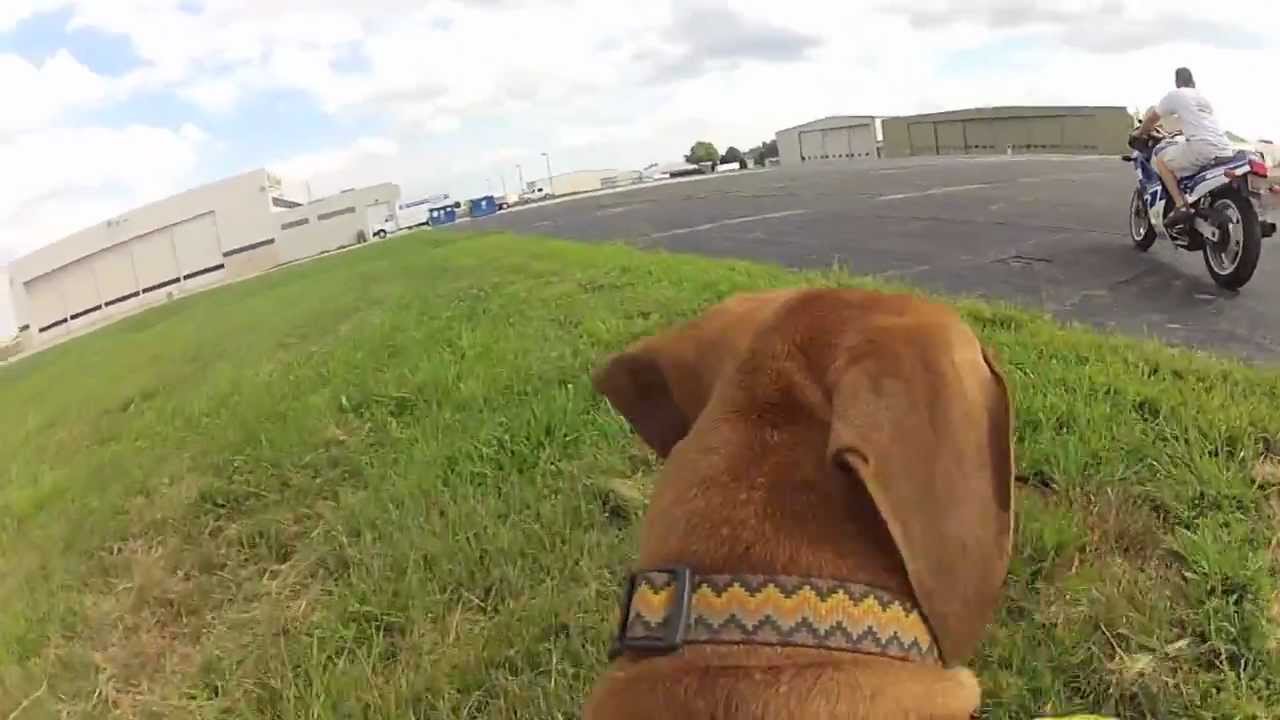 Lionus the dog chasing a motorcycle - YouTube
