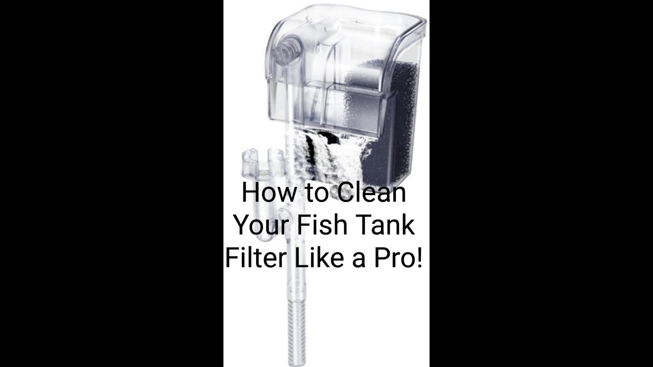 HOW TO Clean Your Fish Tank Filter Like a Pro! - YouTube