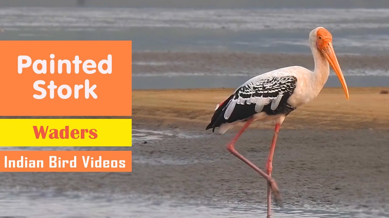 Painted stork - A large colorful common water bird in India but Near ...