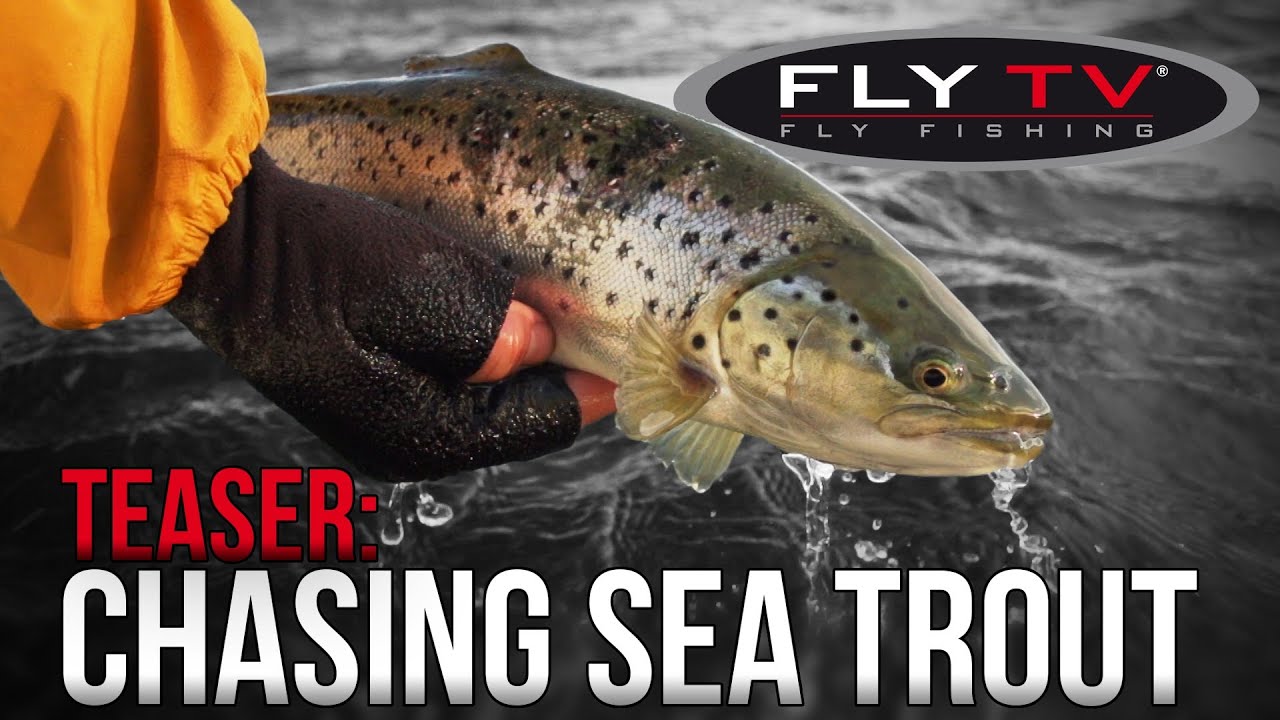 [TEASER] FLY TV - Chasing Sea Trout - YouTube