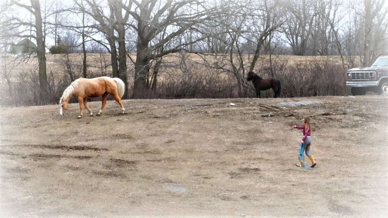 THE HORSES ESCAPED! NO JOKE! Day 092 (04/02/19) - YouTube