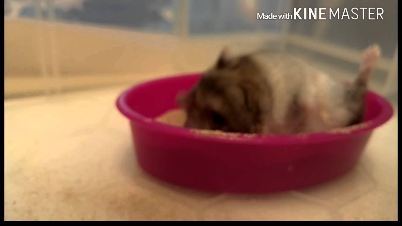 Hamster rocking out in the sand bath - YouTube