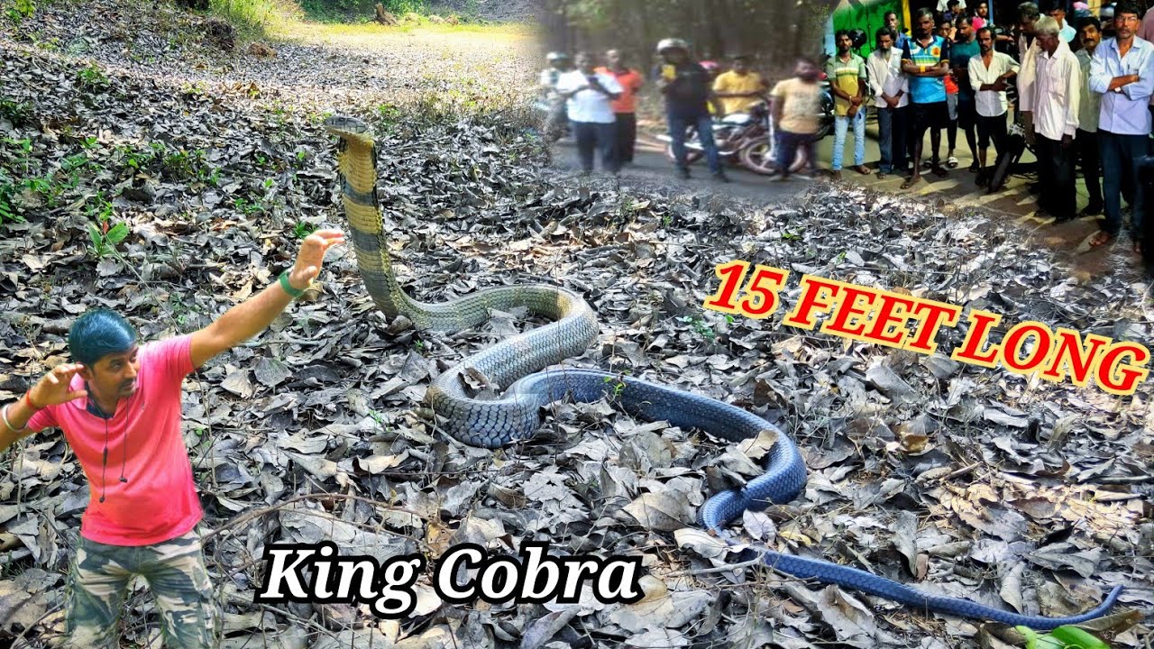 15 feet long biggest king cobra snake rescue in goa india। सबसे बड़ा ...