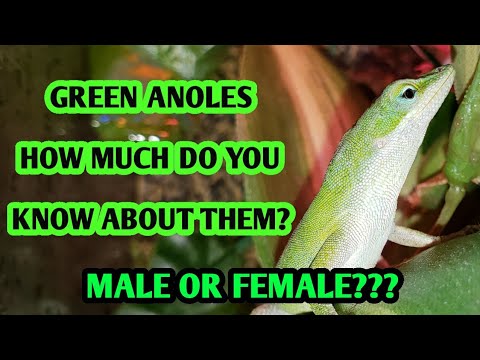 GREEN ANOLES... MALE OR FEMALE??? - YouTube