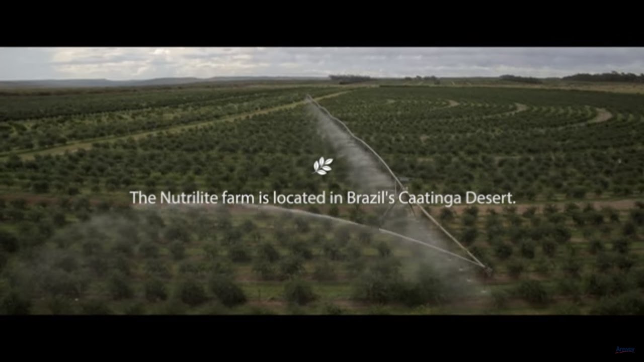 The Largest Acerola Organic Farm in the World | Amway - YouTube