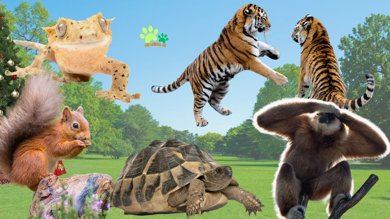 Awesome Farm Animals: Tiger, Turtle, Squirrel, Monkey, Gecko - YouTube