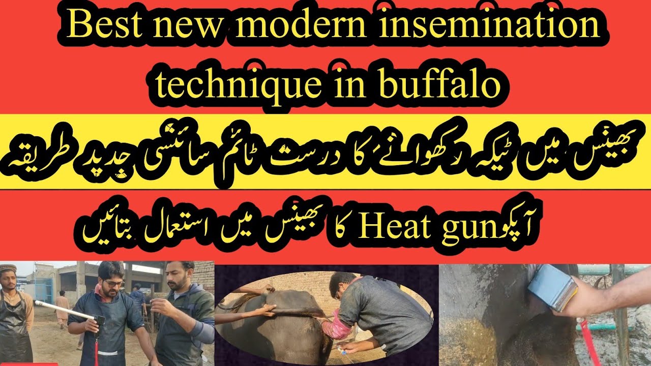 Best buffalo Insemination modern technique II Heat detection gun in ...