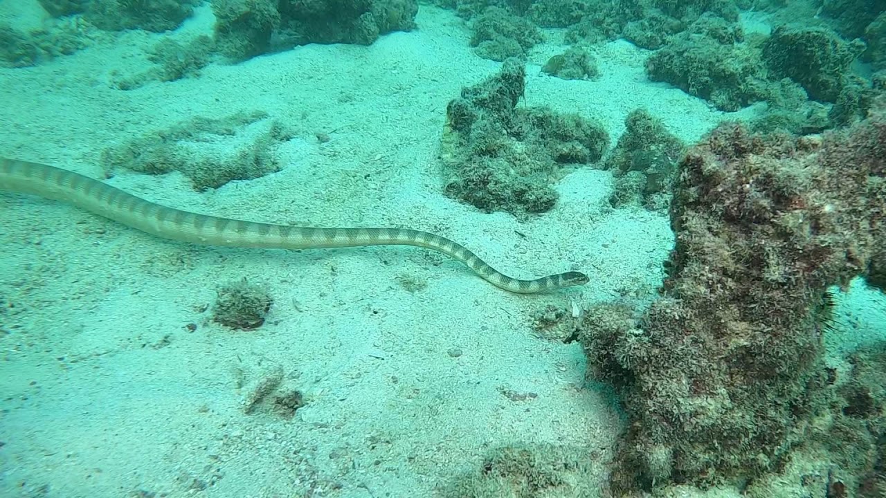 Bahrain Sea Snake Snakes In Bahrain | Pets On Mom.com
