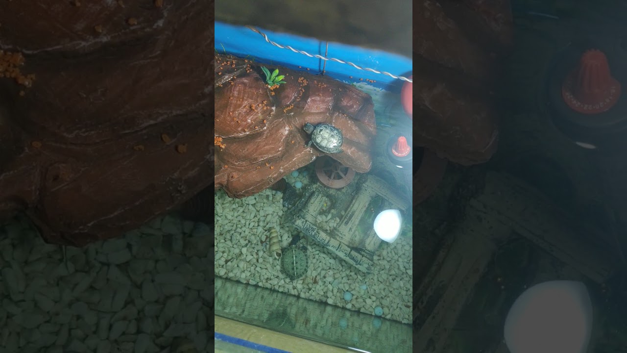 Sick turtle start feeding - YouTube