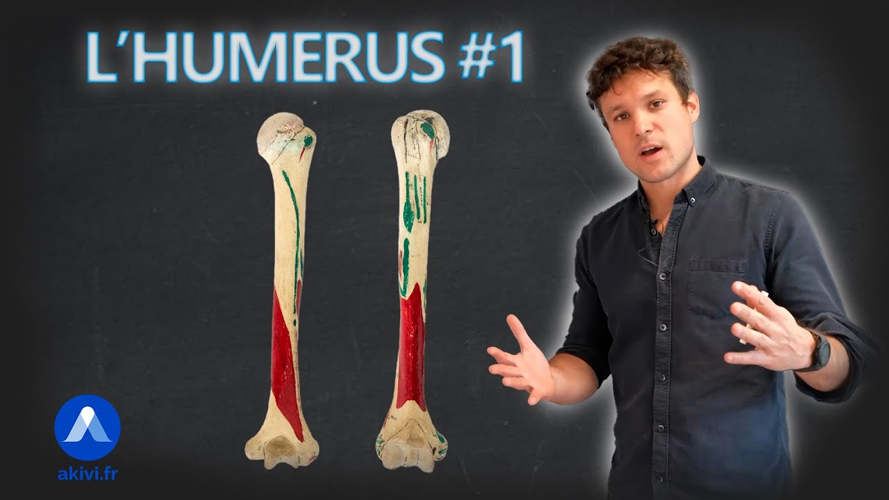 Epiphyse proximale - anatomie de l'humérus partie 1 - YouTube