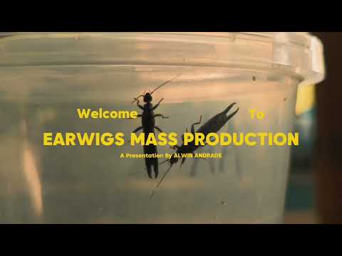 Rearing of Predatory Earwigs - YouTube