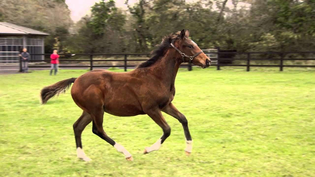 Bay Colt Foal Lot 1182 Goffs November Sale 2015 - YouTube