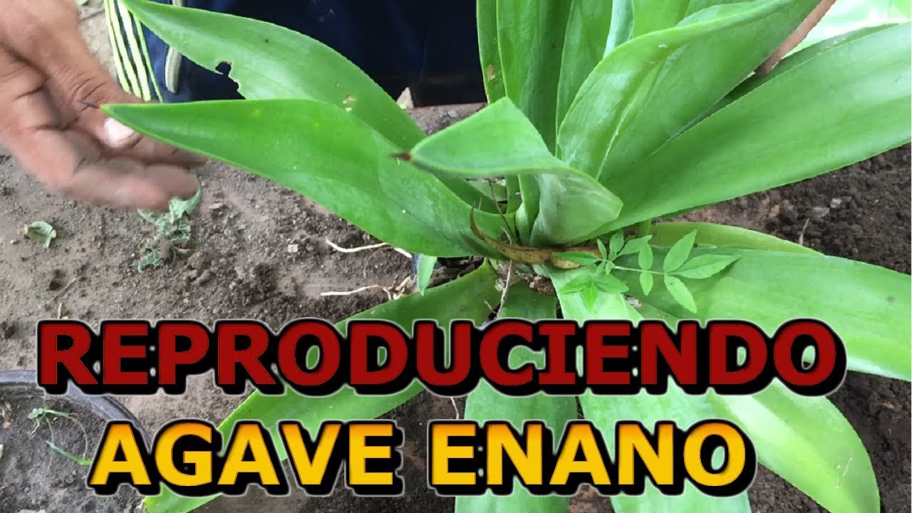 Reproducción de la planta de Planta Agave Enano por separación || Info ...