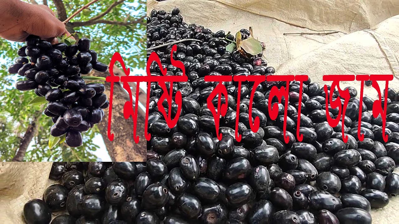 মিষ্টি কালো জাম Misti kalo jam @sagrofarm4278 - YouTube