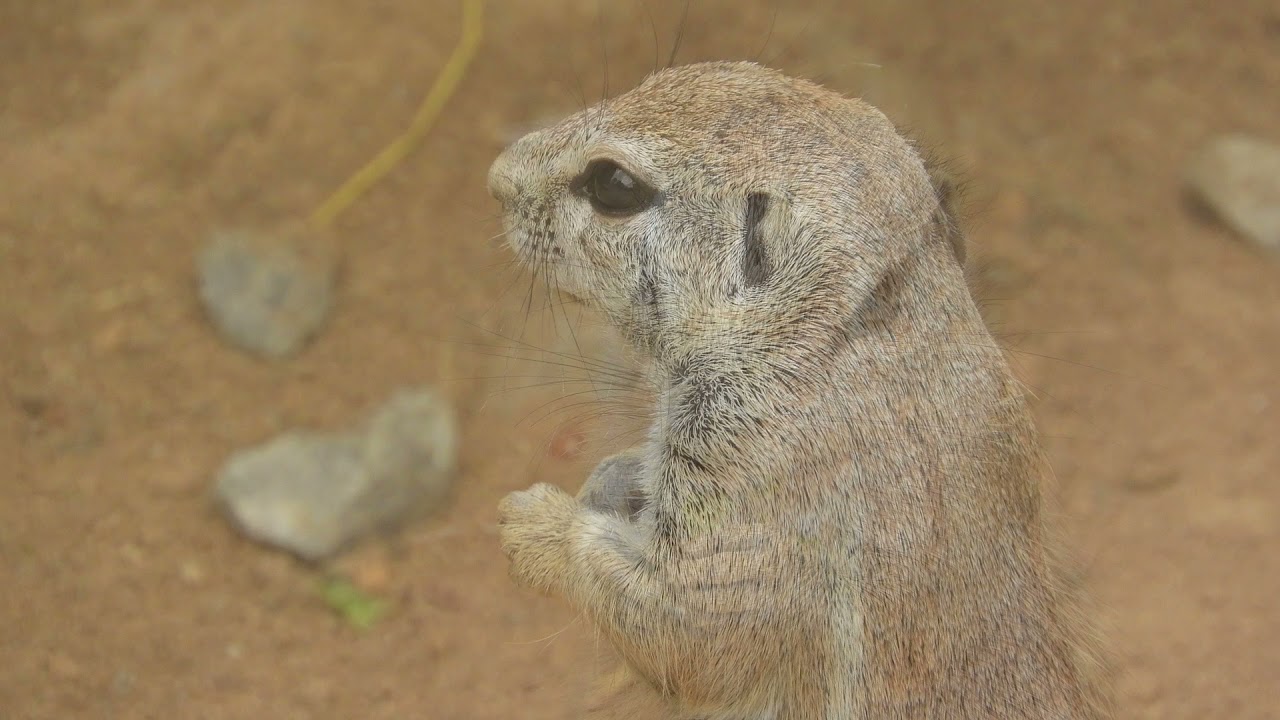 Animals Of Africa Xerus - YouTube