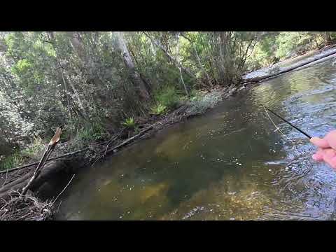 Tyenna River on Fire! A brown trout bonanza on the fly. - YouTube