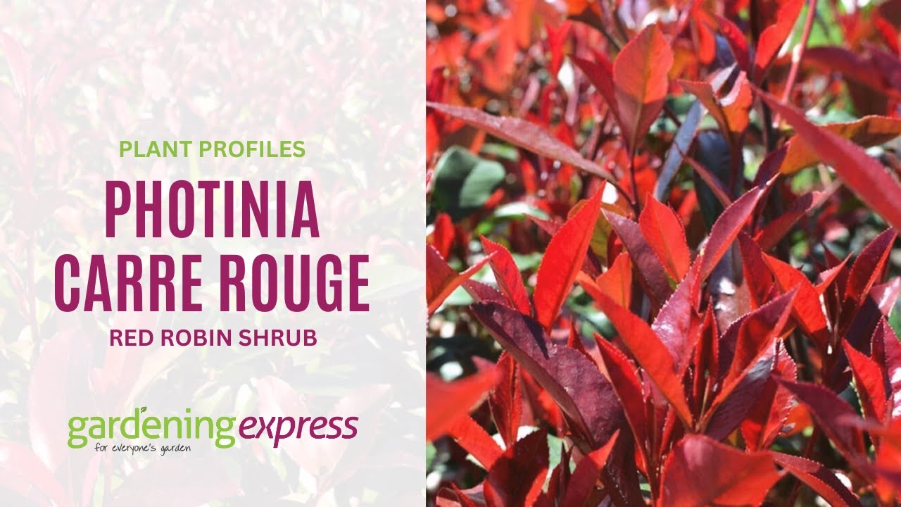 Photinia Carre Rouge - Red Robin Shrub - YouTube