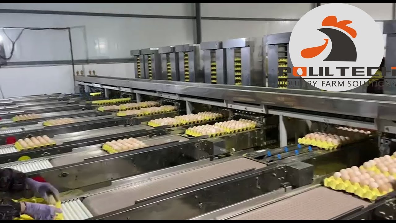 Modern High Technology Fully Automatic Egg Packing Equipment Import ...