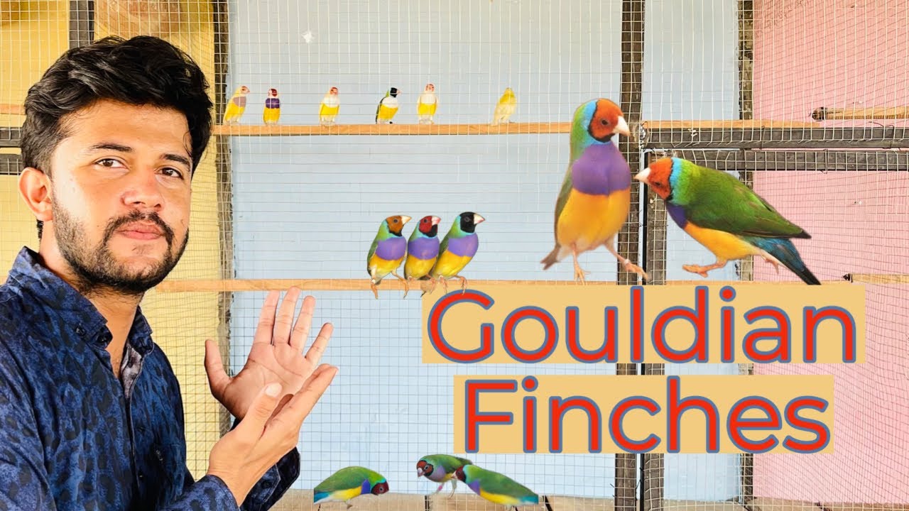 Gouldian Finch Colony Breed #gouldianfinches - YouTube
