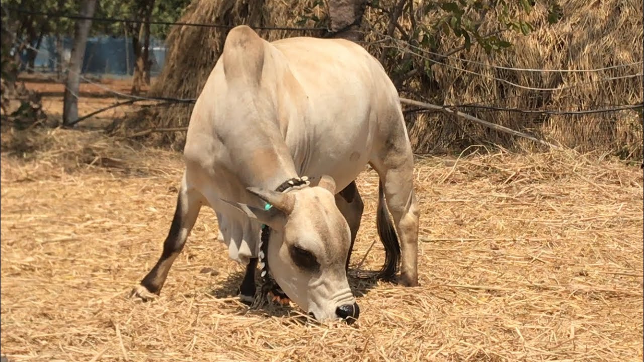 Pure Punganur stud bull dwarf cattle - YouTube
