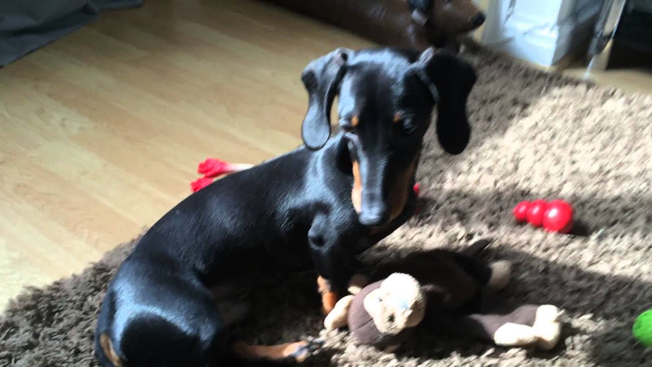 Don't say POOP!! Funny puppy dachshund - YouTube