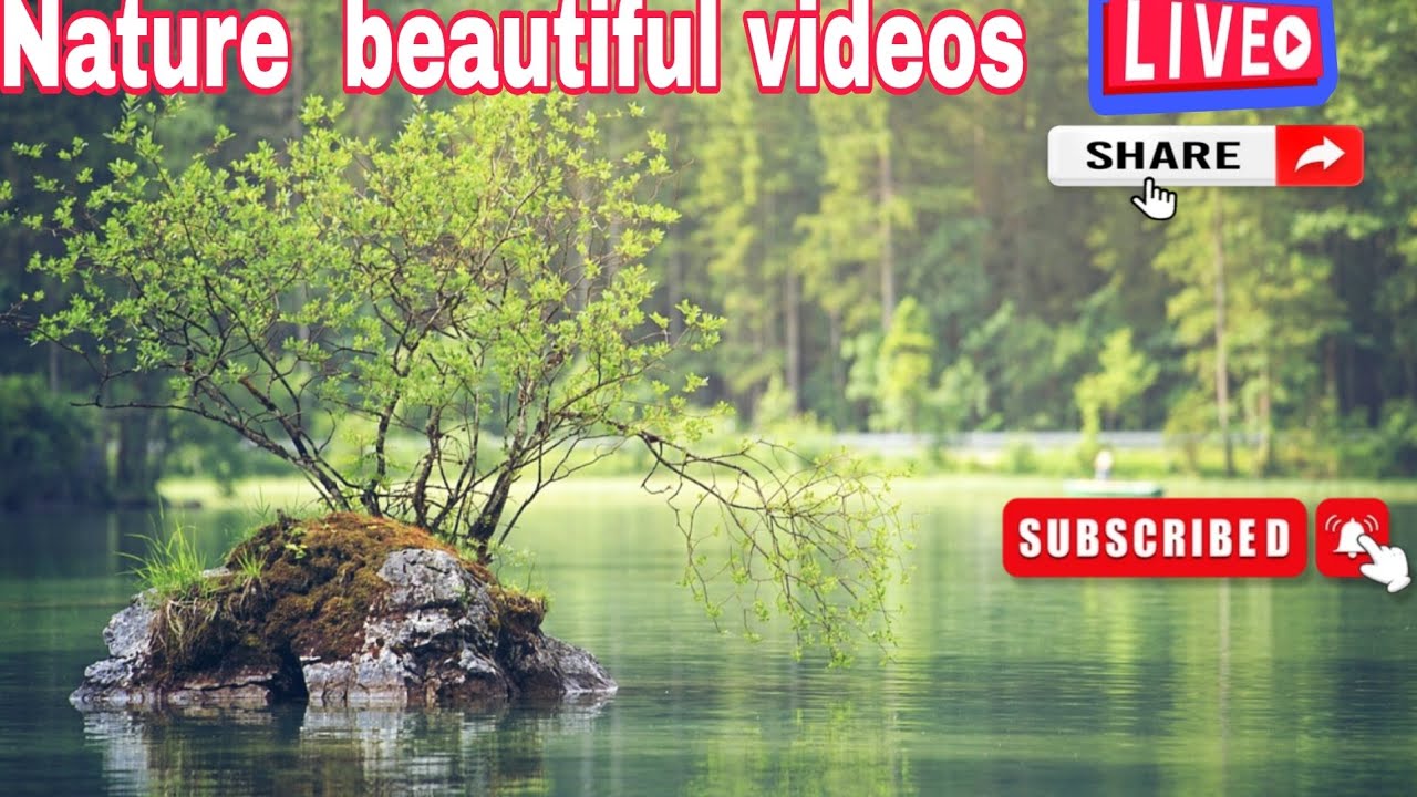FURTU MEDIA 4 is live!Nature beautiful videos#subscribe family - YouTube