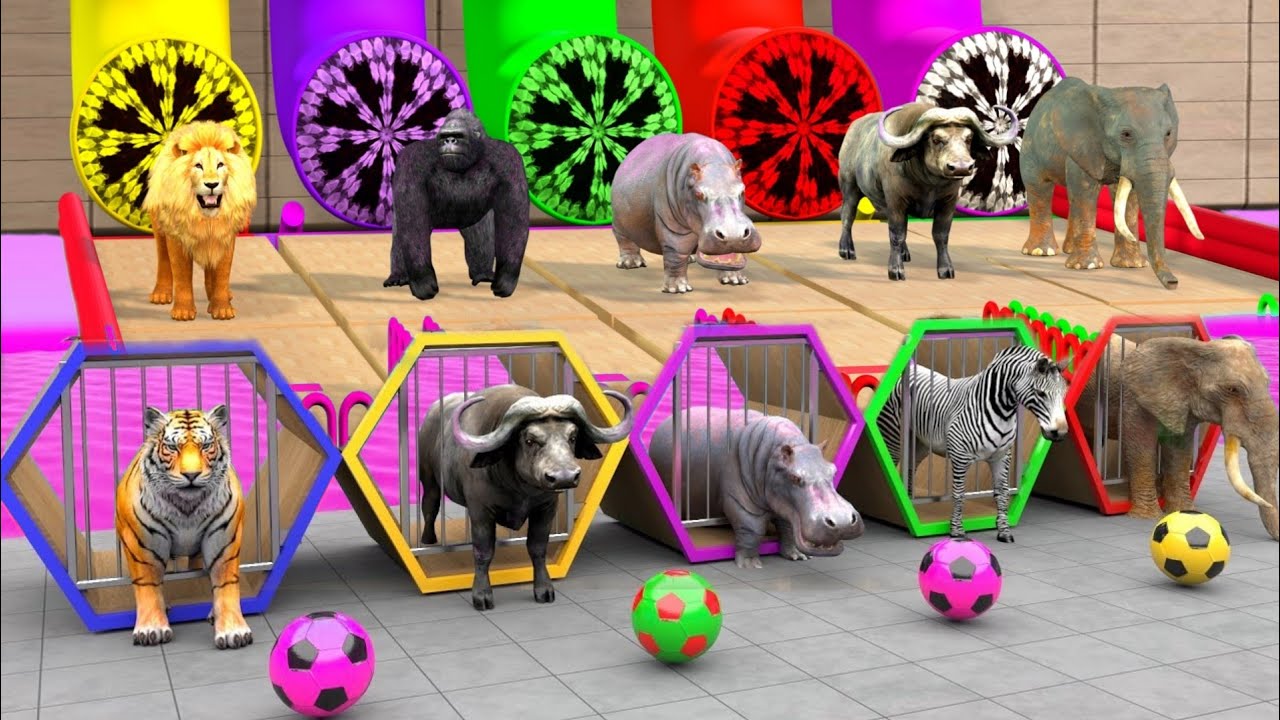 Gorilla Elephant Lion Buffalo Hippo Guess The Right Cage ESCAPE ROOM ...