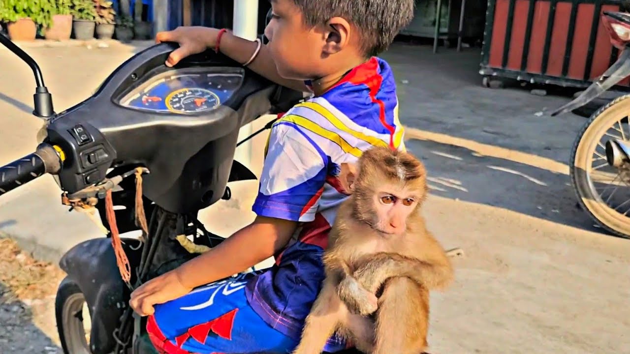 Monkey Yaya, the top is broken, cries after you to go for a walk. - YouTube