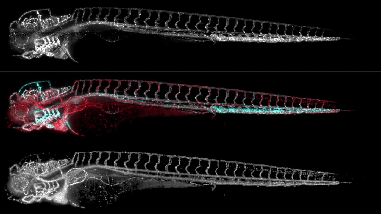 The Zebrafish Cardiovascular System - YouTube
