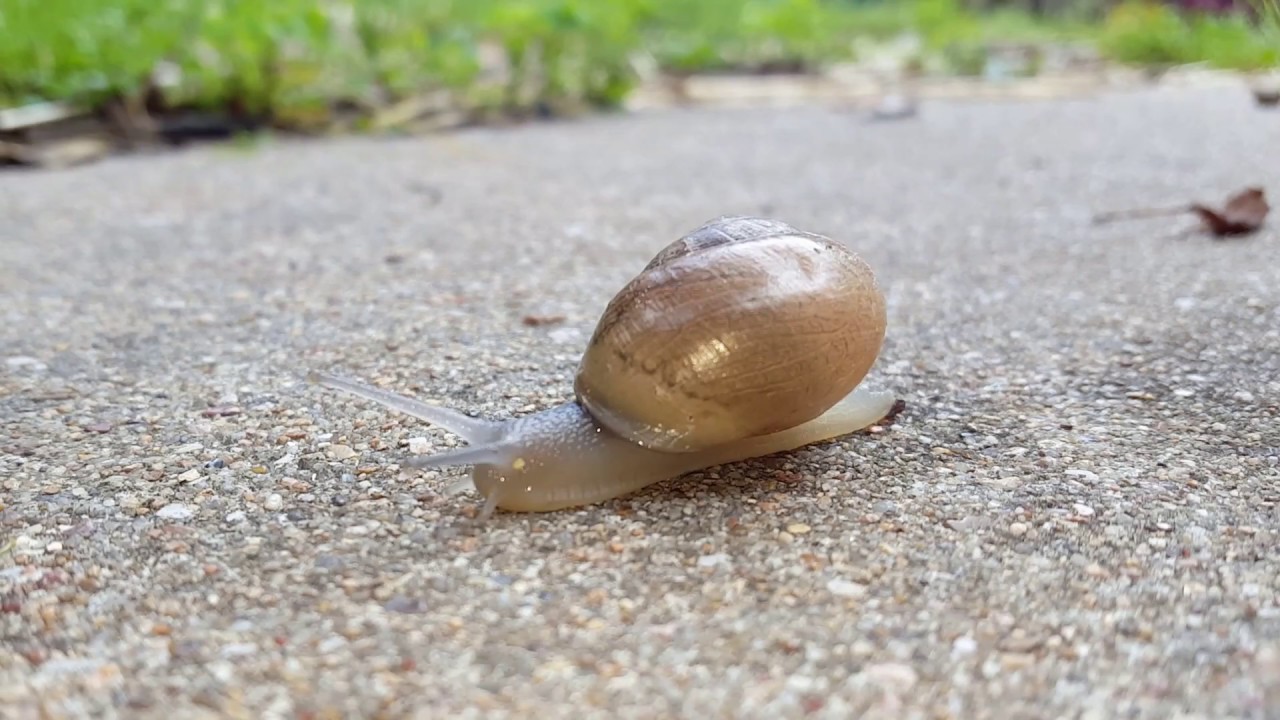 Soothing Snail Footage - YouTube