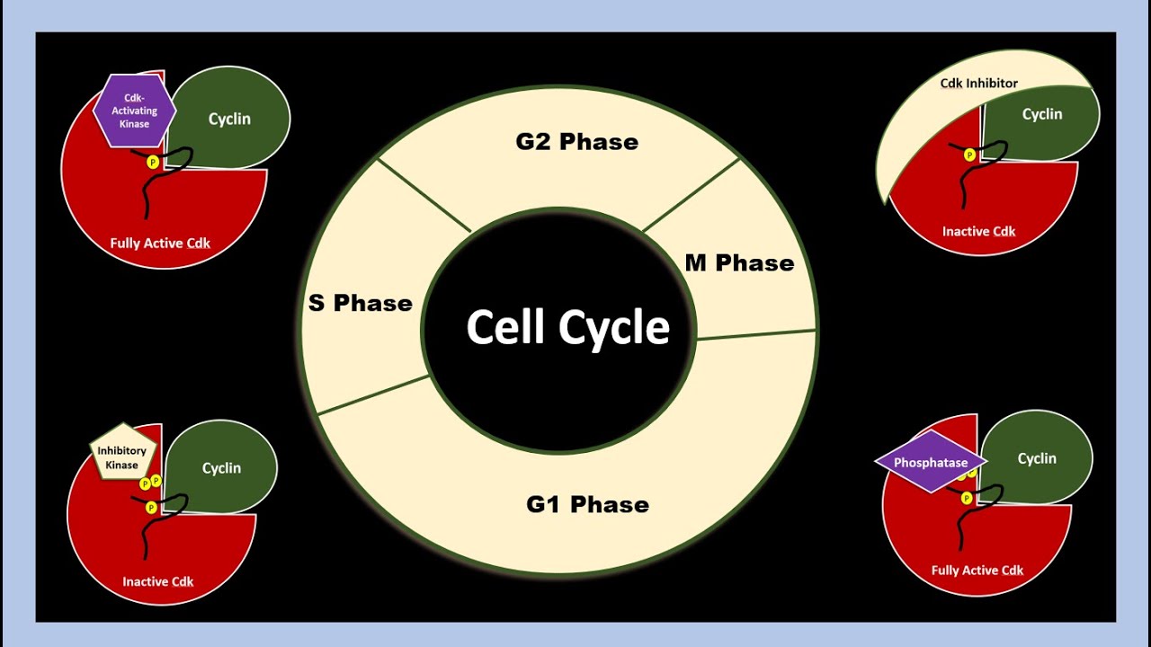 Cell Cycle Regulation | Cyclins and Cyclin-Dependent Kinases - YouTube