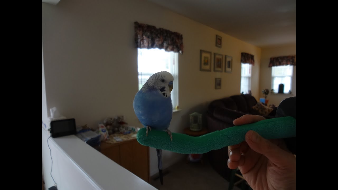 How to delay nail clippings in birds - YouTube