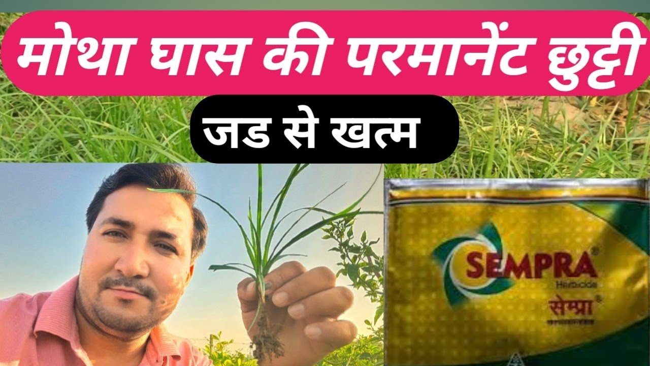 मोथा घास की दवा । Motha ghas ki dawa । Doob ghas ki dawa । दूब घास की ...
